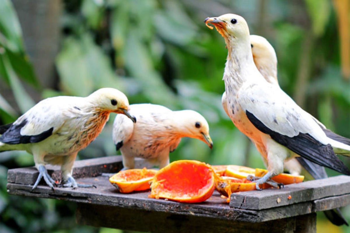 Birding at KL Bird Park, Kuala Lumpur, Malaysia | Will Fly for Food