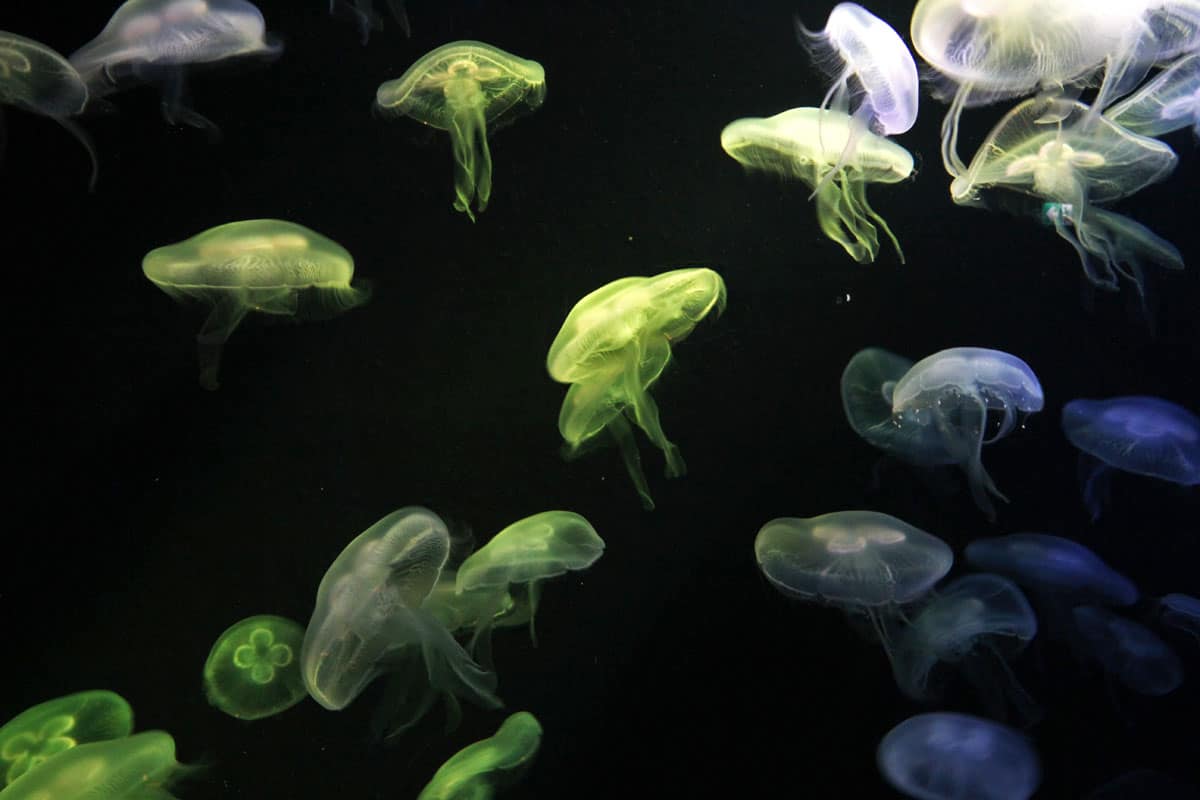 Find Nemo at S.E.A. Aquarium at Resorts World Sentosa in Singapore ...